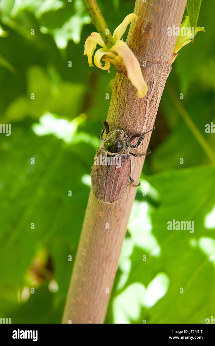 Close up view of the European beetle pest - common cockchafer ...