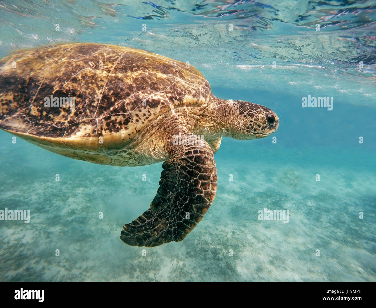Adult green sea turtle hi-res stock photography and images - Alamy