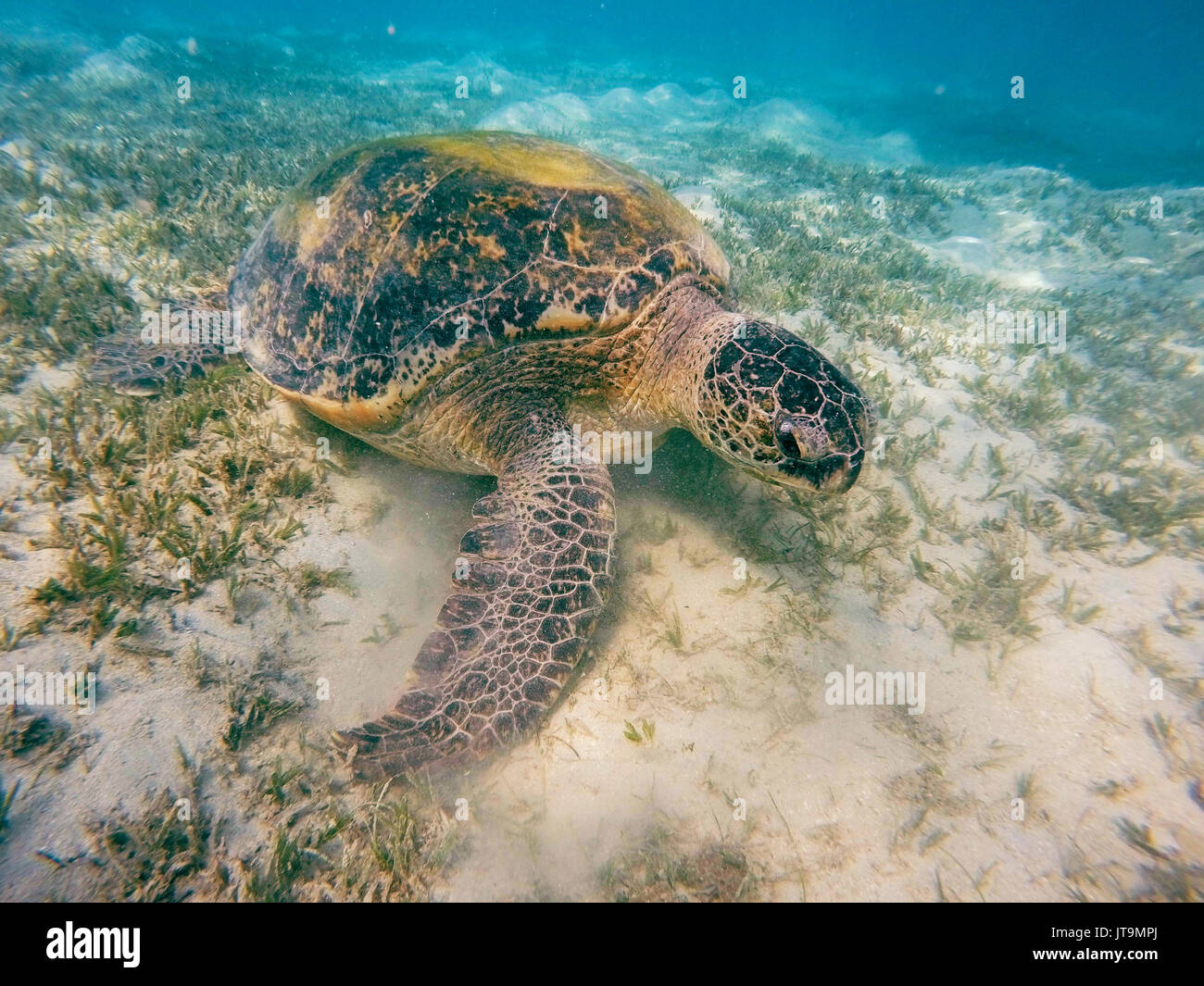 Adult green sea turtle hi-res stock photography and images - Alamy