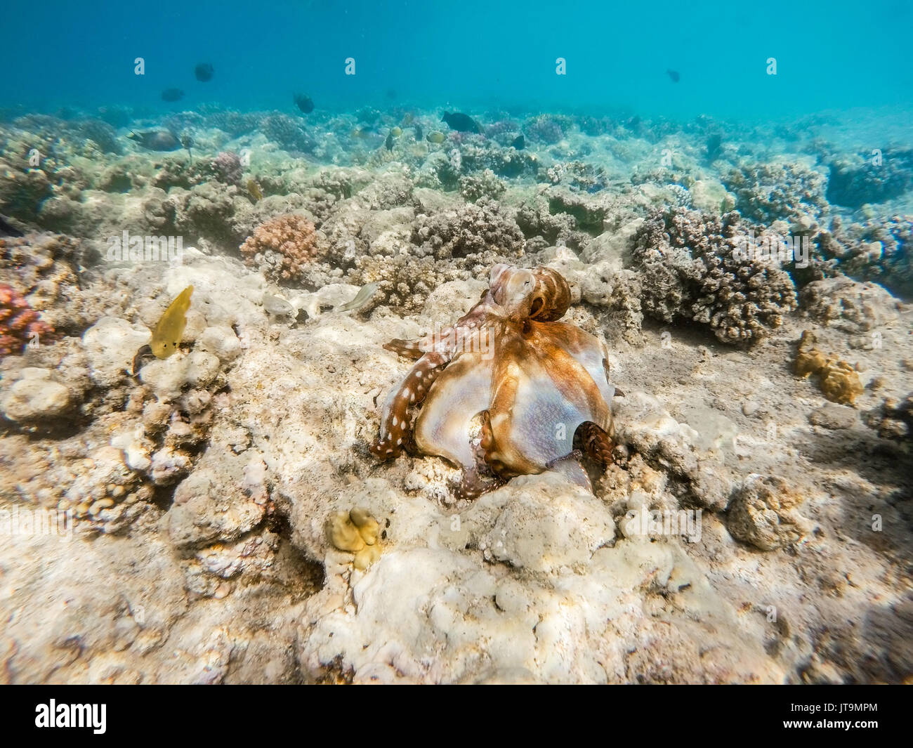 Octopus Color Change