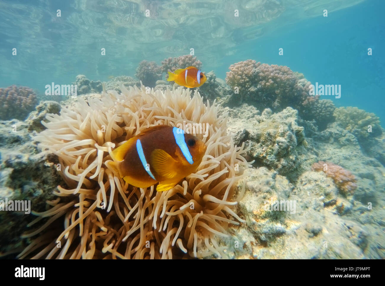 Two clown fish hi-res stock photography and images - Alamy