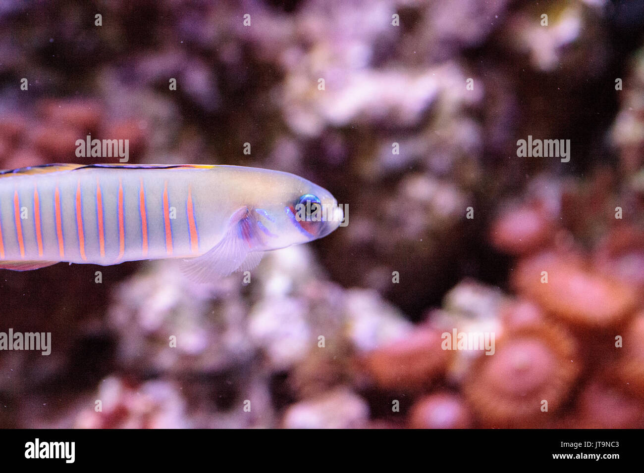 Shotsilk goby Ptereleotris zebra darts around a coral reef aquarium ...