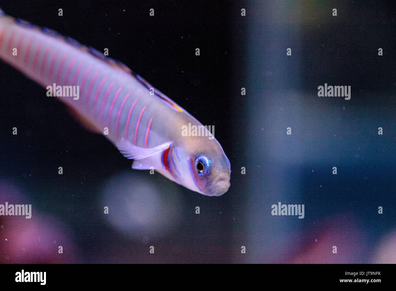 Zebra Dartfish High Resolution Stock Photography and Images - Alamy