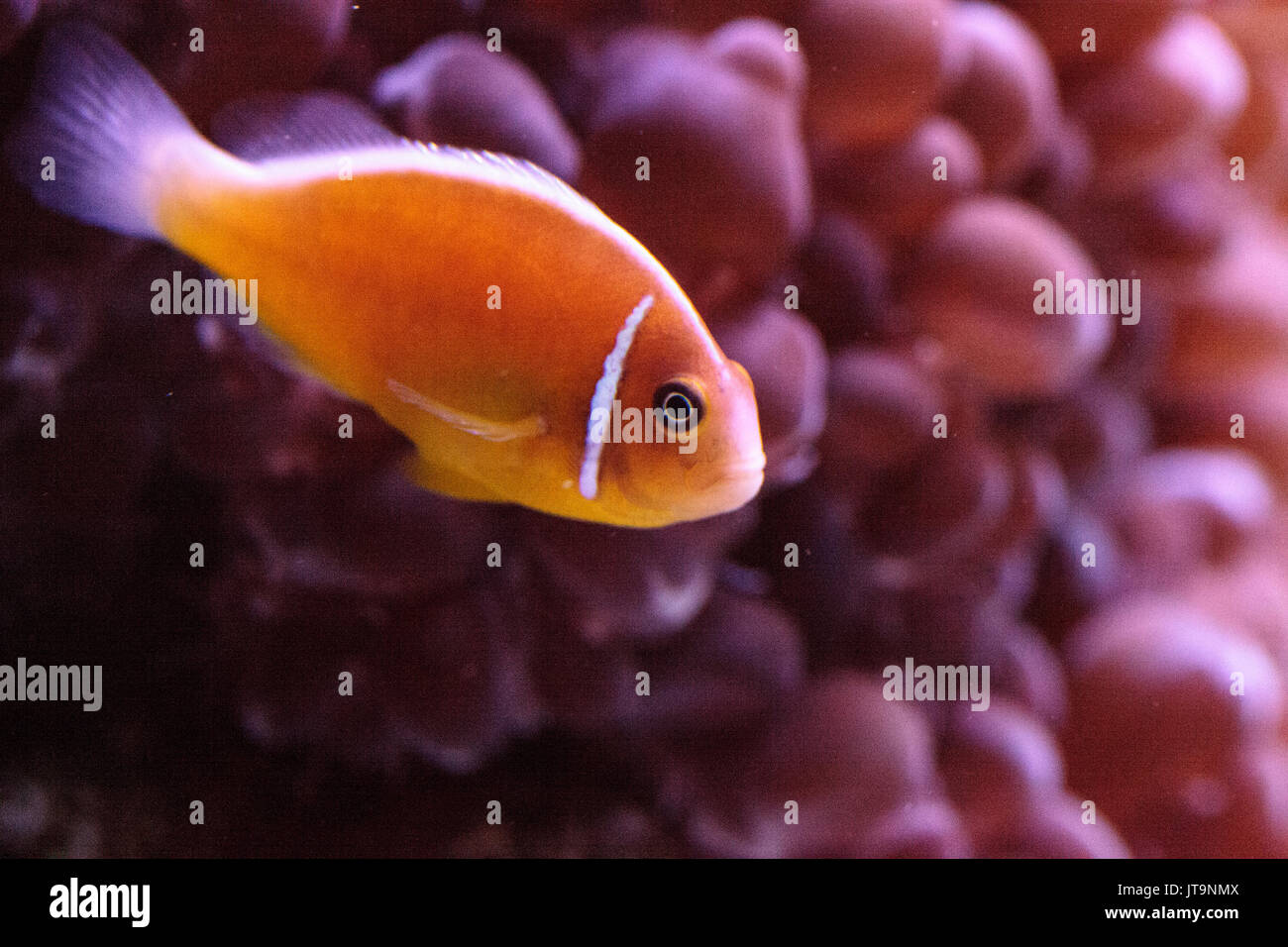Orange skunk clownfish hi-res stock photography and images - Alamy