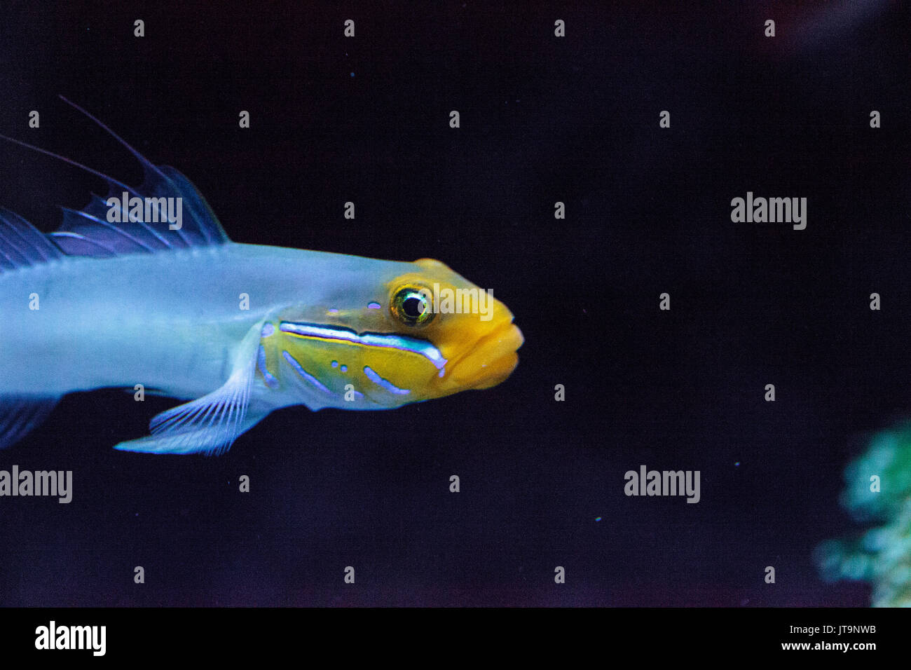 Gold head goby hi-res stock photography and images - Alamy