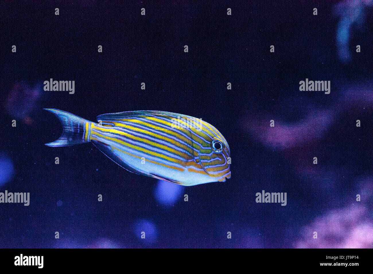Striped surgeonfish Acanthurus lineatus swims on a coral reef Stock ...