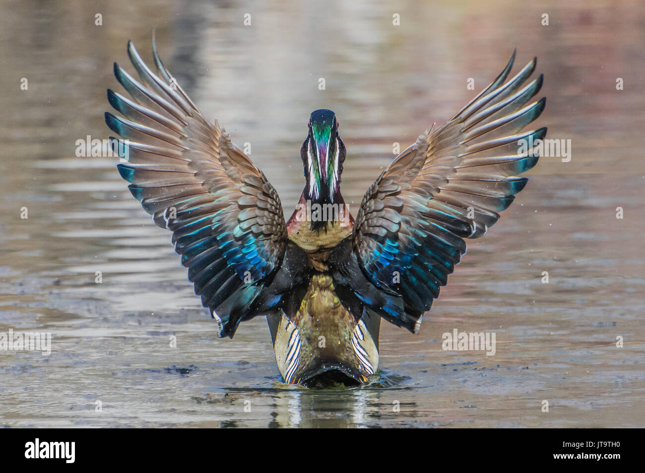 Wood duck displays the beautiful plumage of his wings and back Stock ...