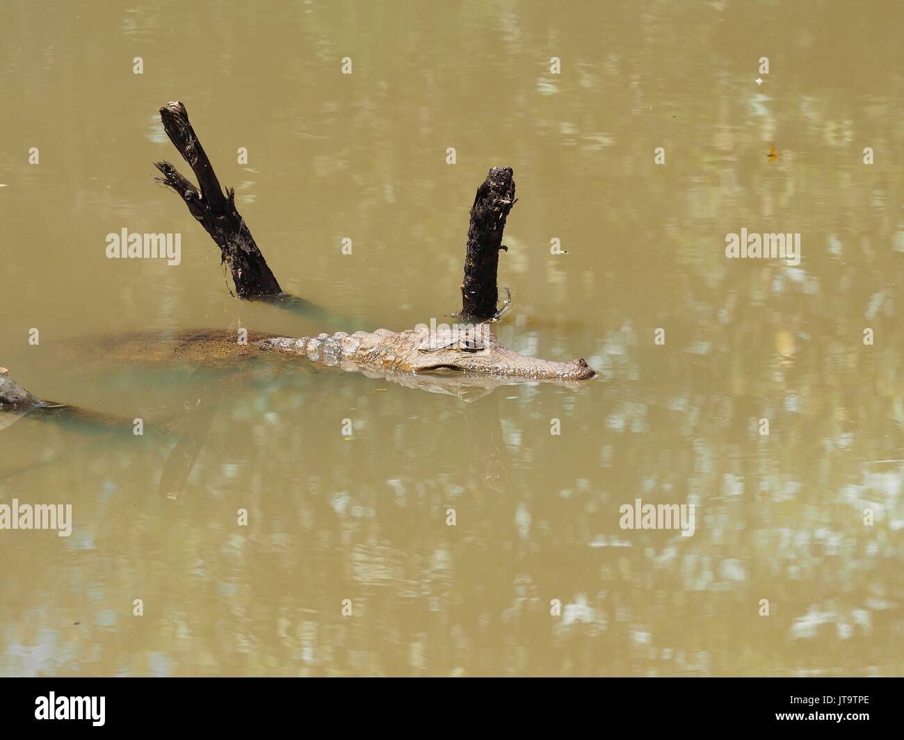 Amazonia hi-res stock photography and images - Alamy