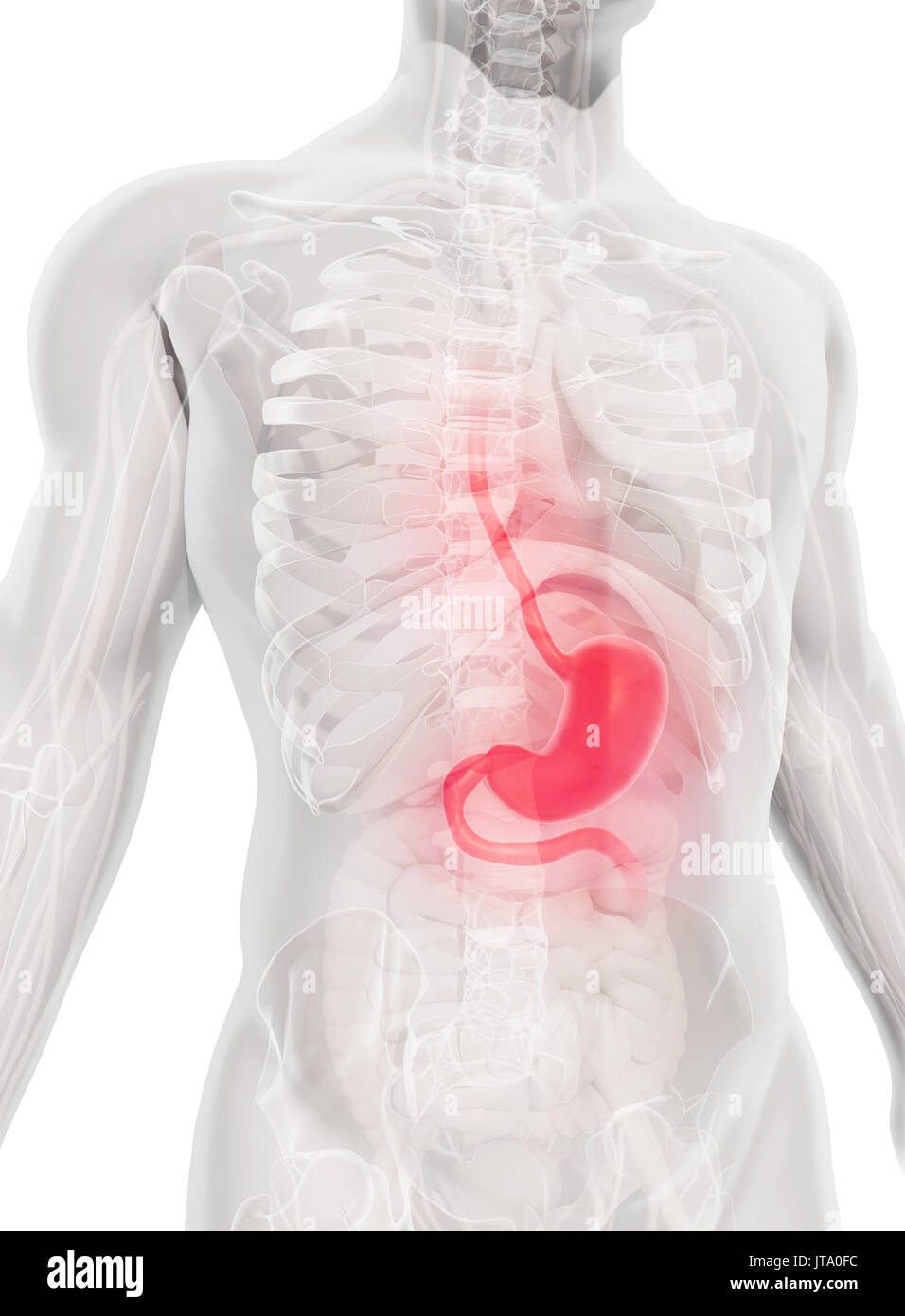 3D illustration of Stomach, Part of Digestive System, anatomy detail ...