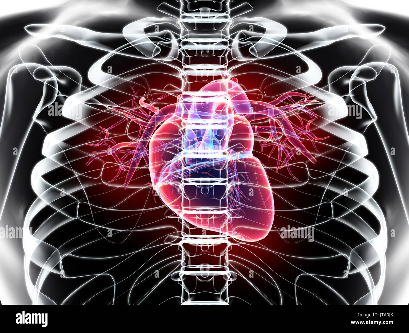 3D illustration of Heart - Part of Human Organic Stock Photo - Alamy
