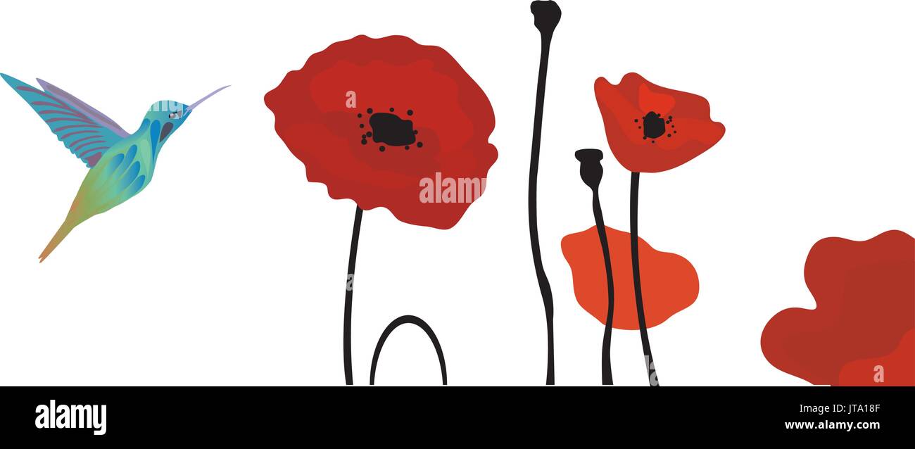 vector illustration of poppies floral background with hummingbirds ...