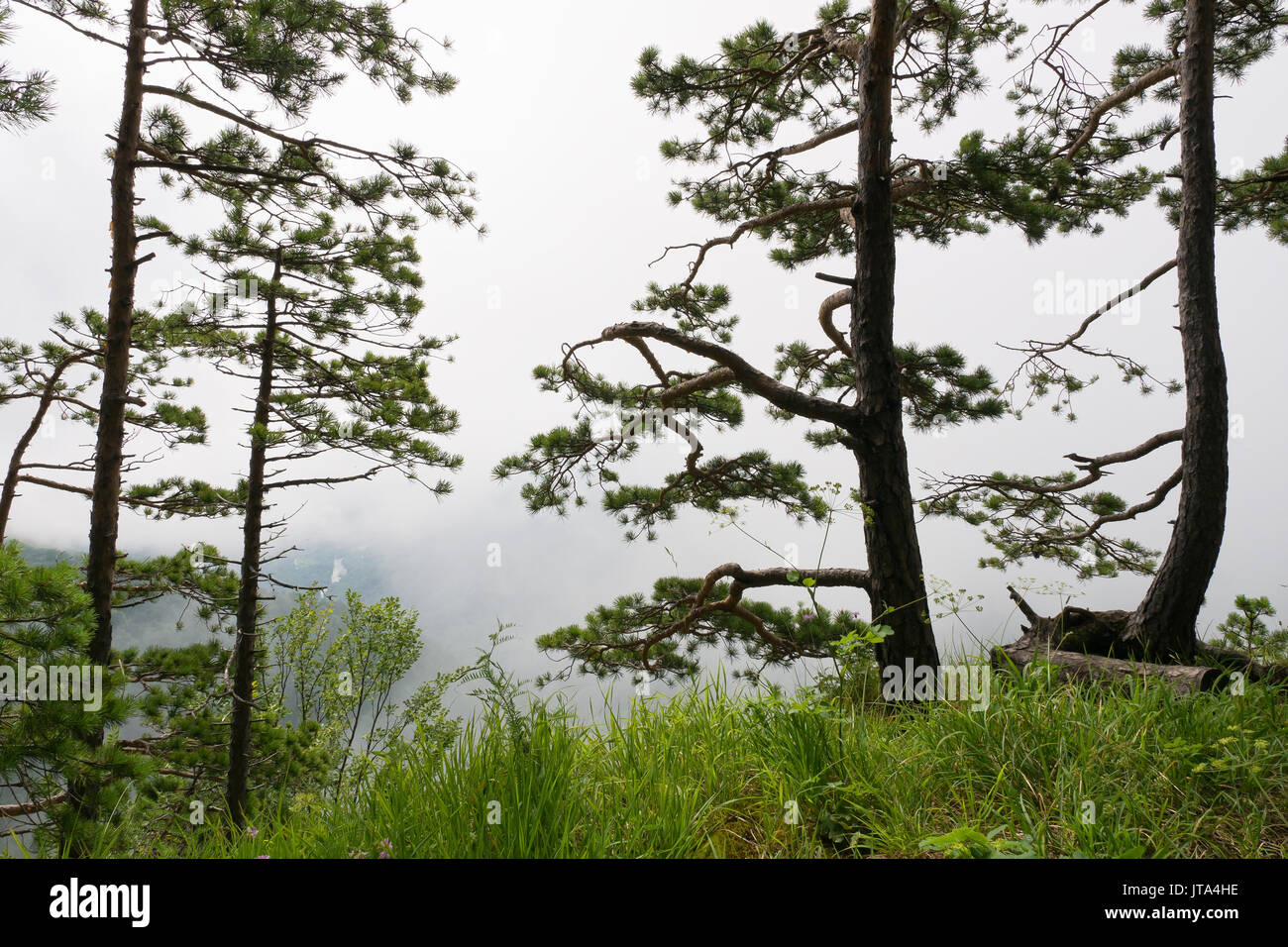 Pine trees in fog mountains hi-res stock photography and images - Alamy