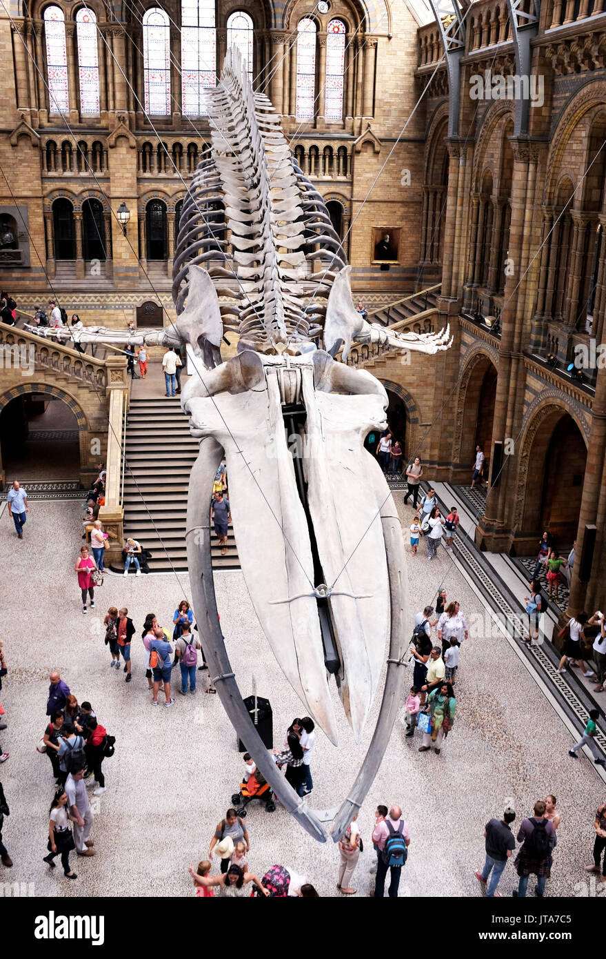 Blue Whale Skeleton High Resolution Stock Photography and Images - Alamy