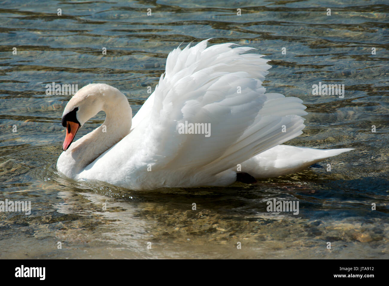 Singleswan hi-res stock photography and images - Alamy