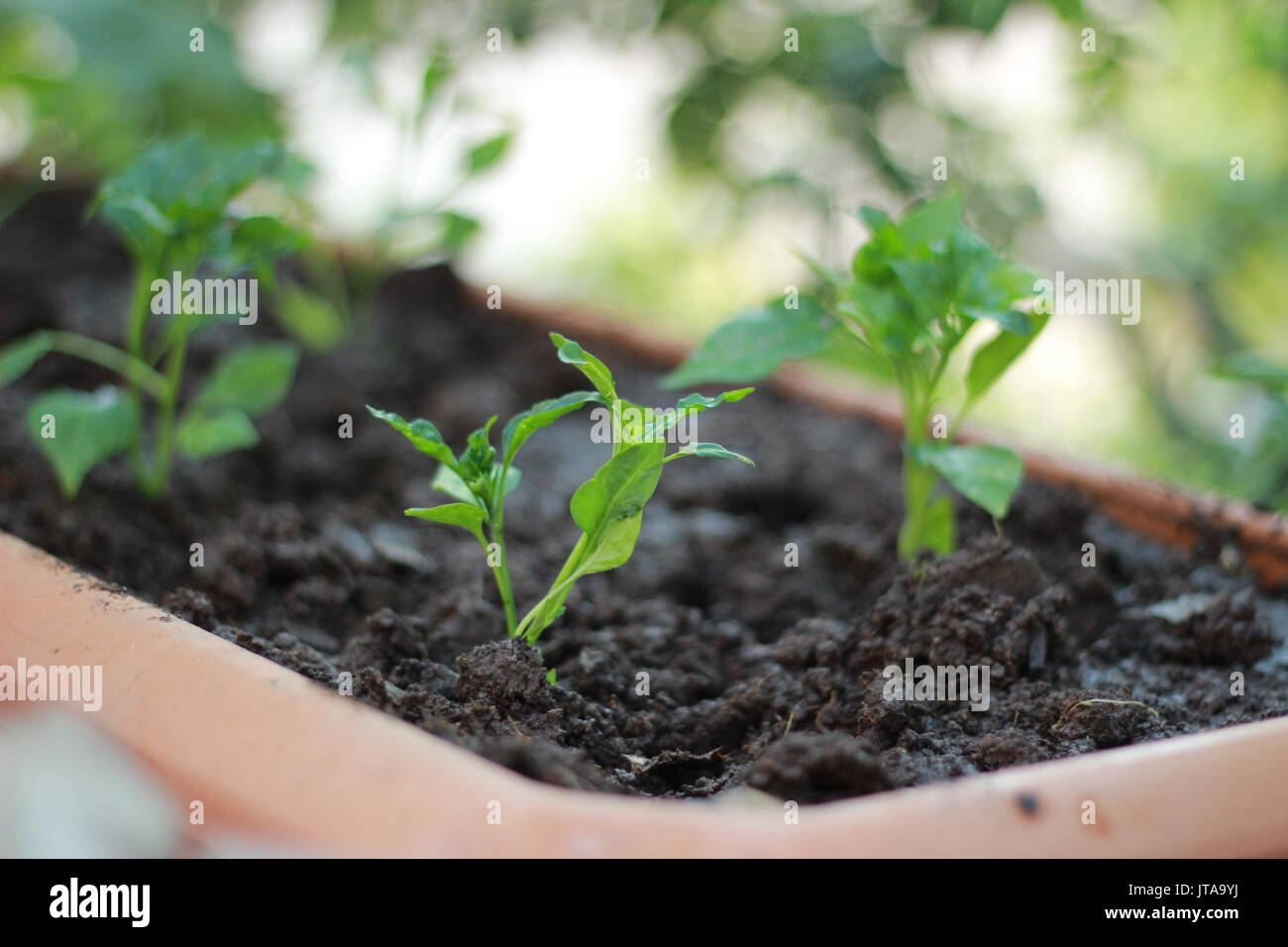 plant saplings, organic farming and seedlings in the garden with ...