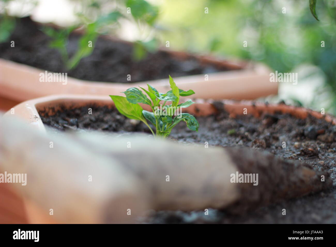 plant saplings, organic farming and seedlings in the garden with ...