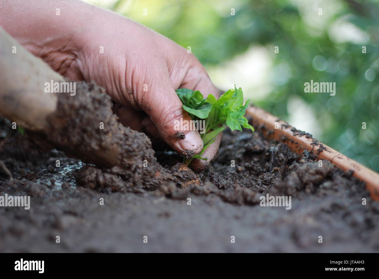 plant saplings, organic farming and seedlings in the garden with ...