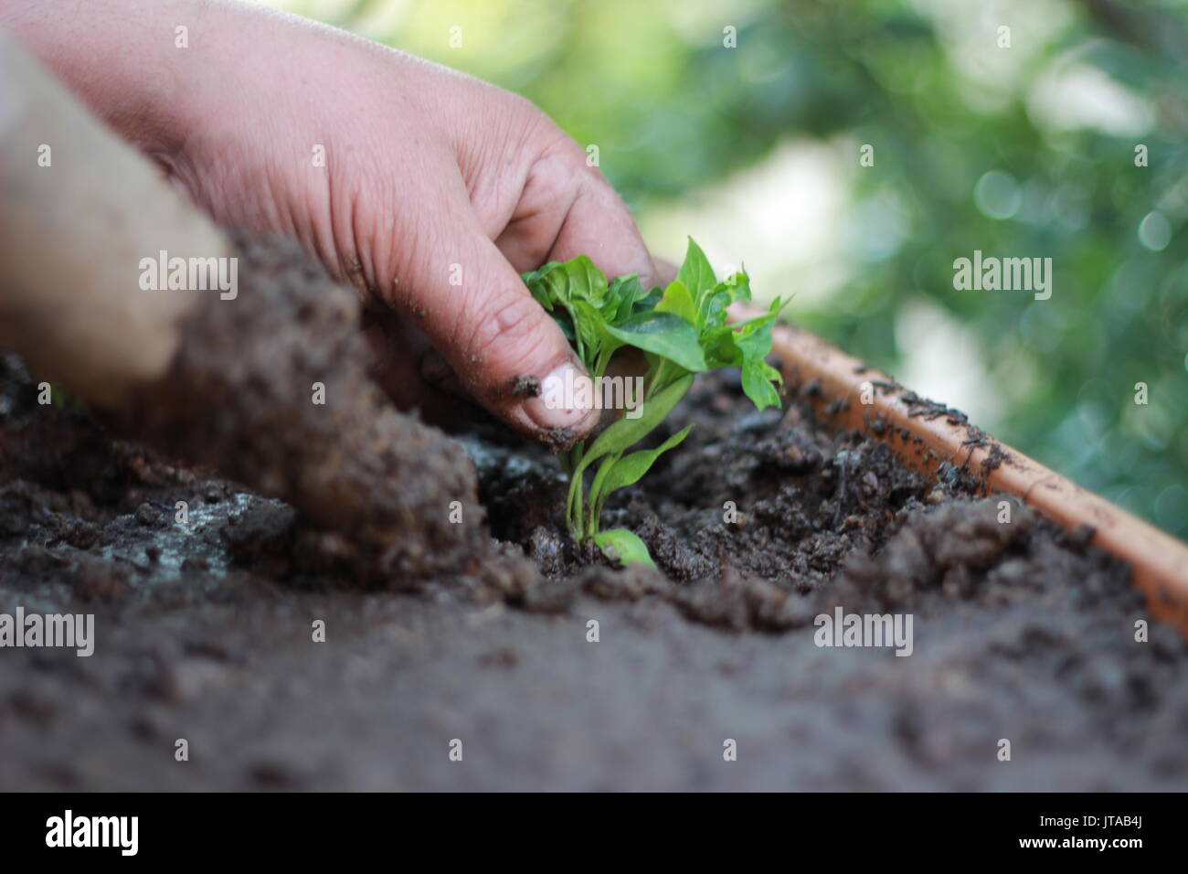 plant saplings, organic farming and seedlings in the garden with ...