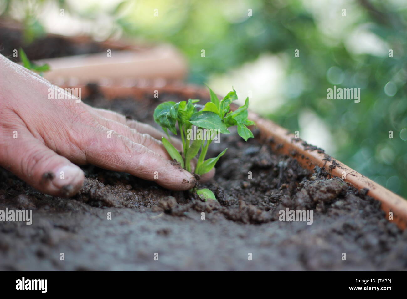 Plant saplings hi-res stock photography and images - Alamy