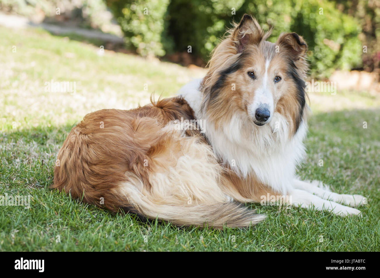 Female lassie dog hi-res stock photography and images - Alamy