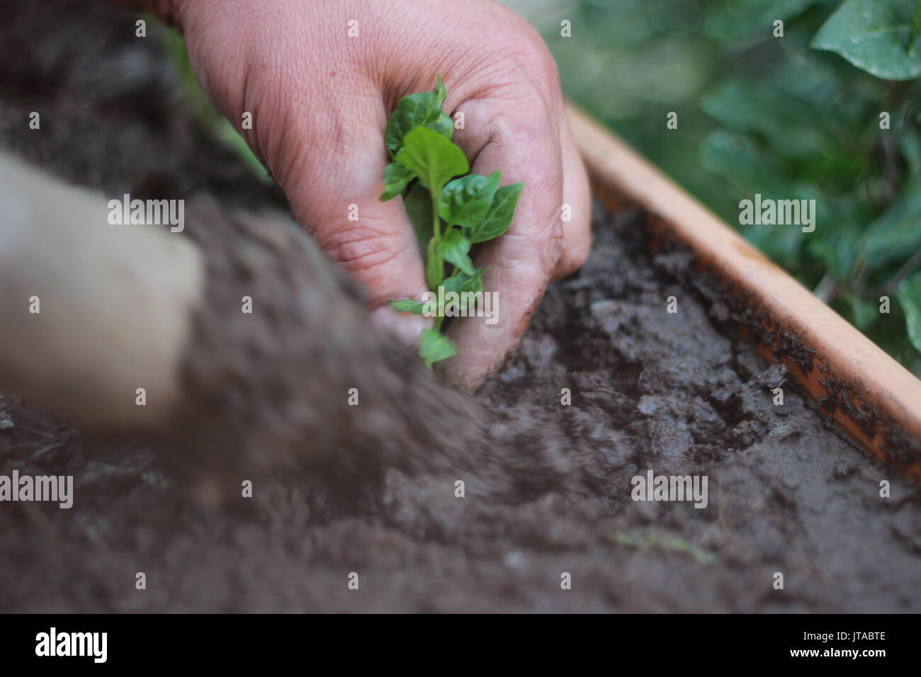 plant saplings, organic farming and seedlings in the garden with ...