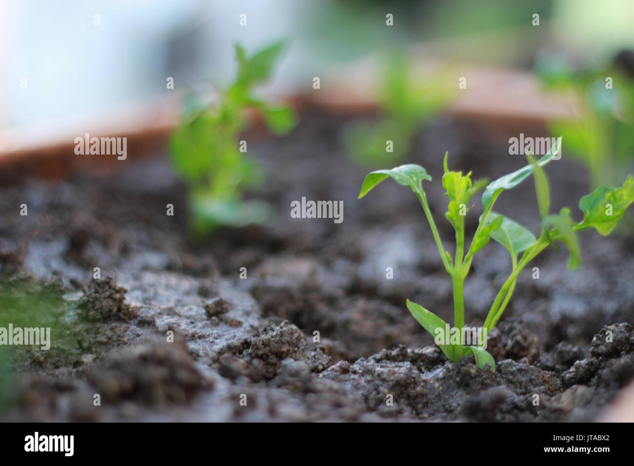 plant saplings, organic farming and seedlings in the garden with ...
