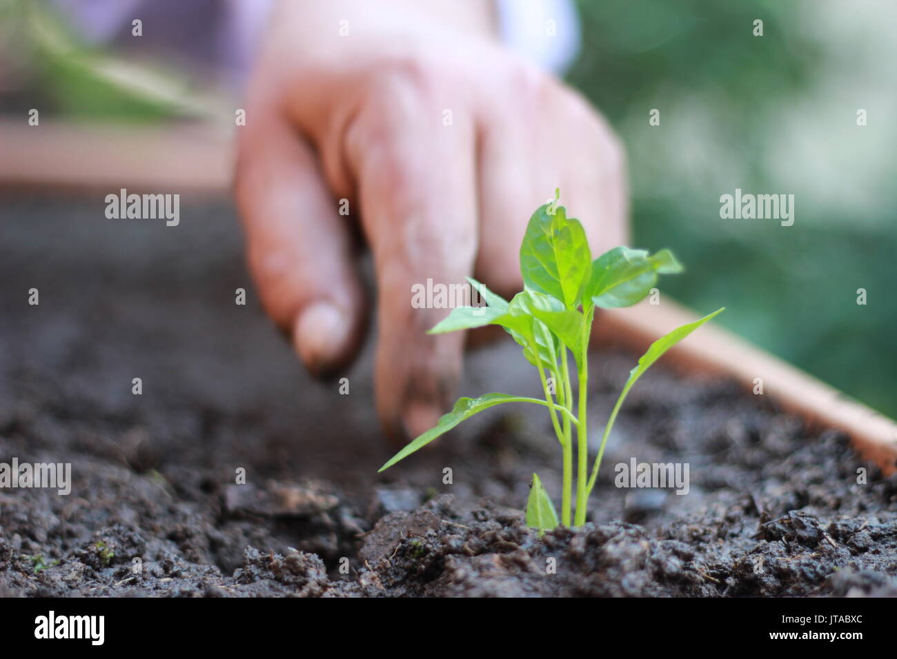 plant saplings, organic farming and seedlings in the garden with ...