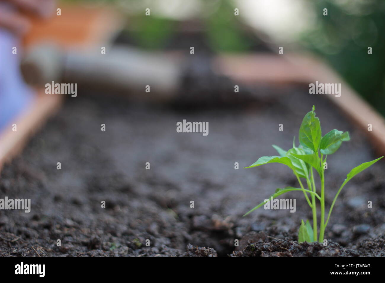 plant saplings, organic farming and seedlings in the garden with ...