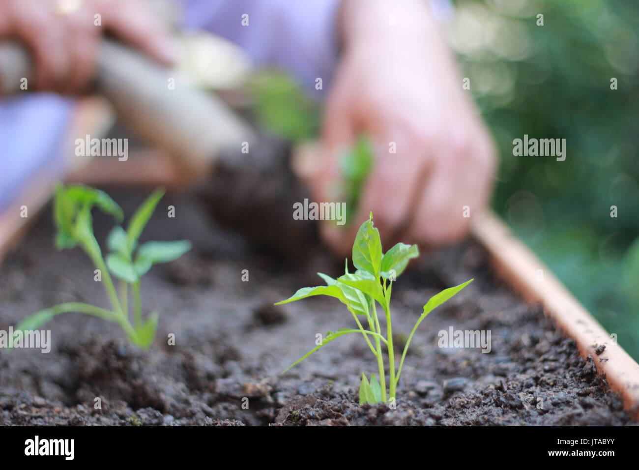 plant saplings, organic farming and seedlings in the garden with ...