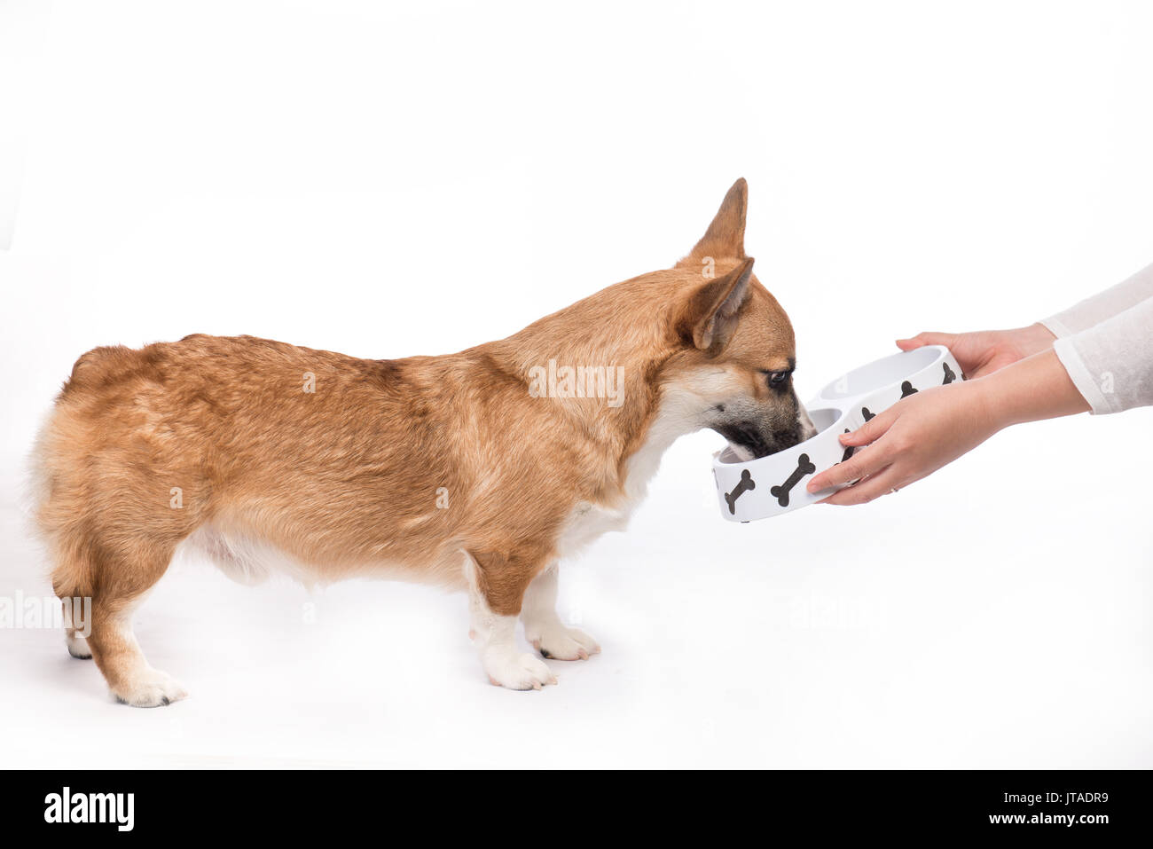 Cute dog eating food. Feeding hungry pembroke corgi Stock Photo - Alamy