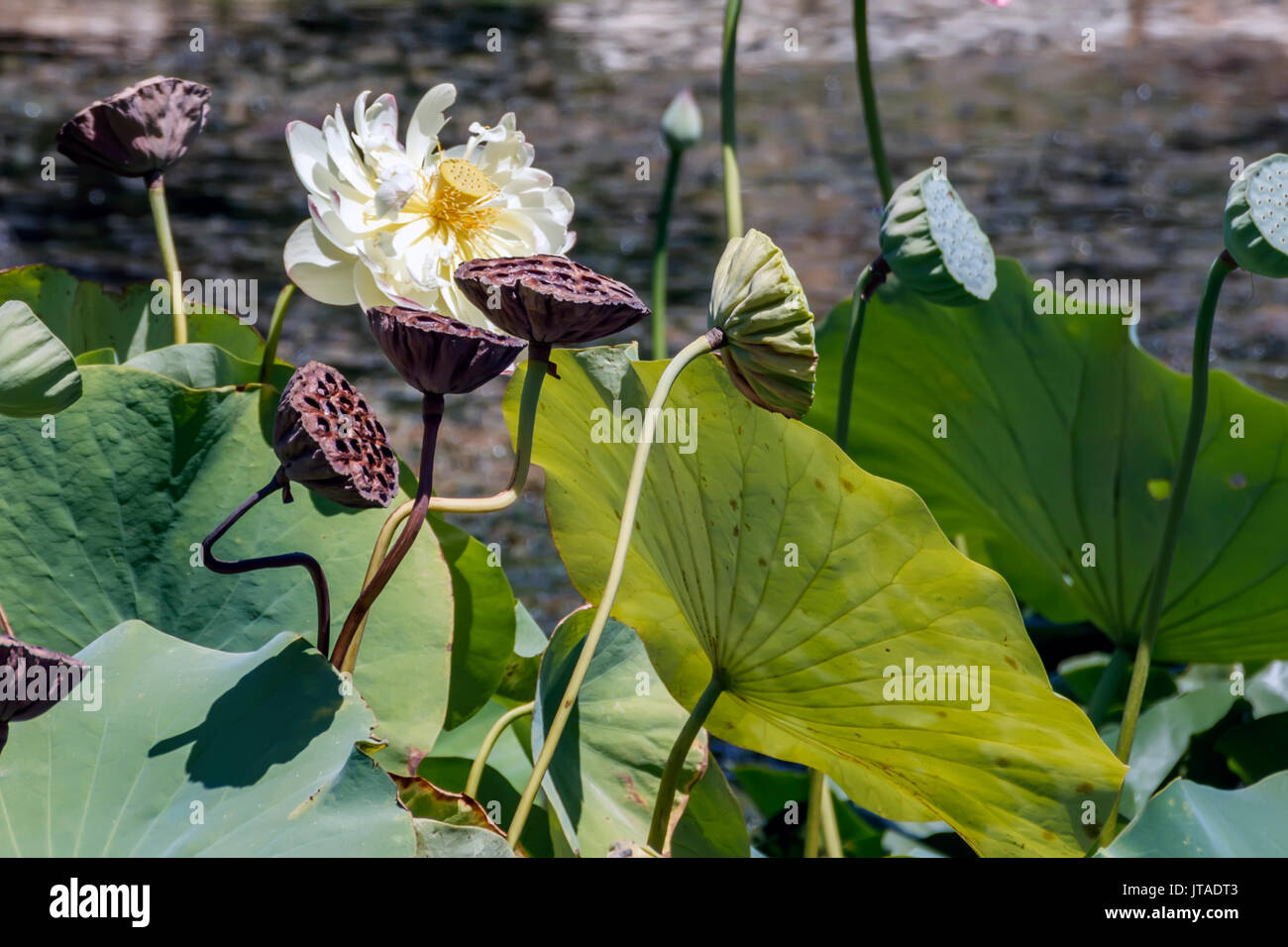 Head of white lotus flower close up Stock Photo - Alamy