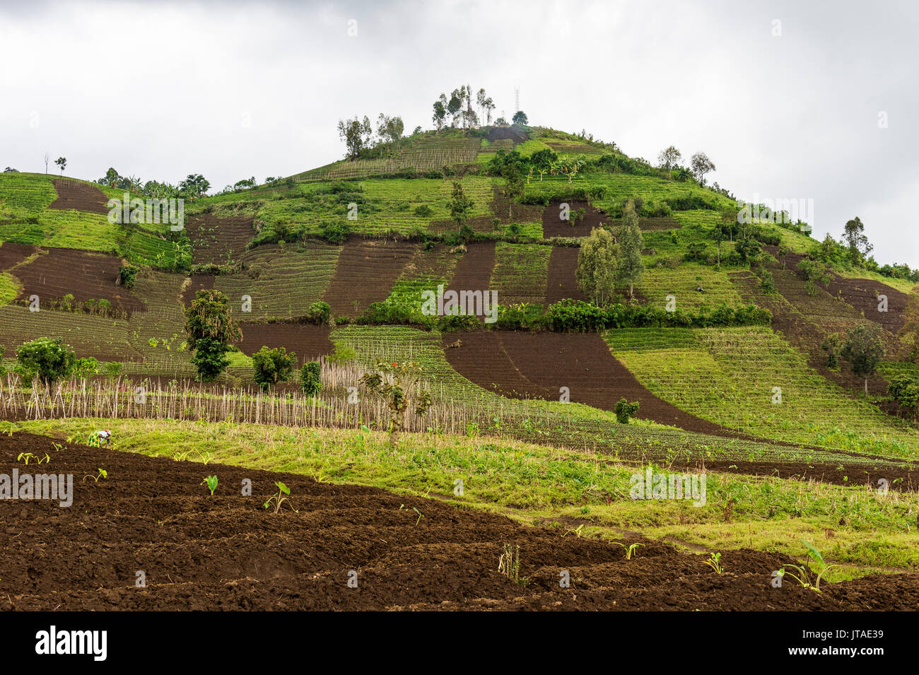 Farmland in the Virunga National Park, Democratic Republic of the Congo ...