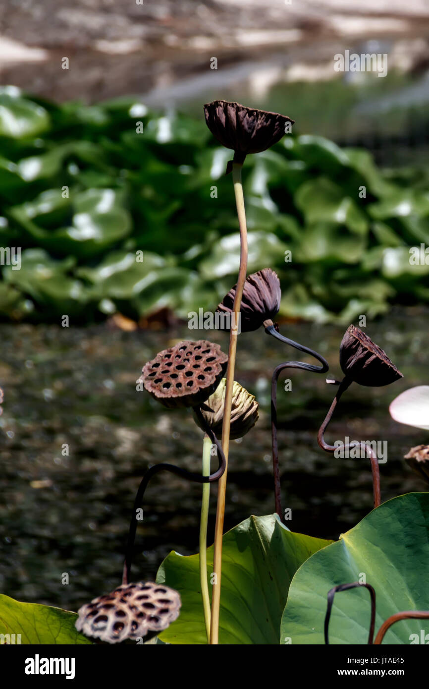 Fruit of lotus flower hi-res stock photography and images - Alamy