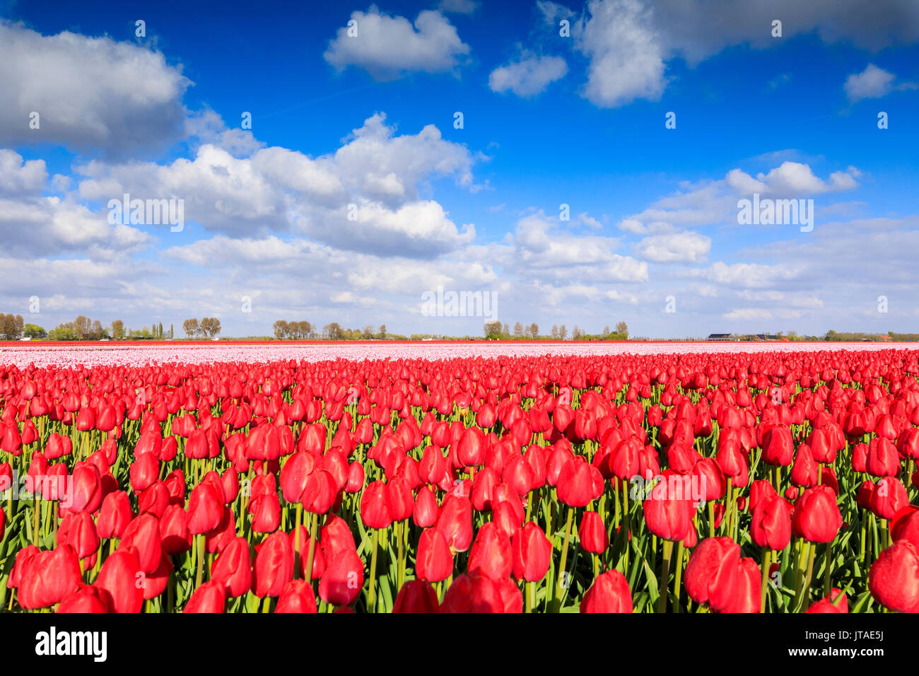 Fields spring blue sky hi-res stock photography and images - Alamy