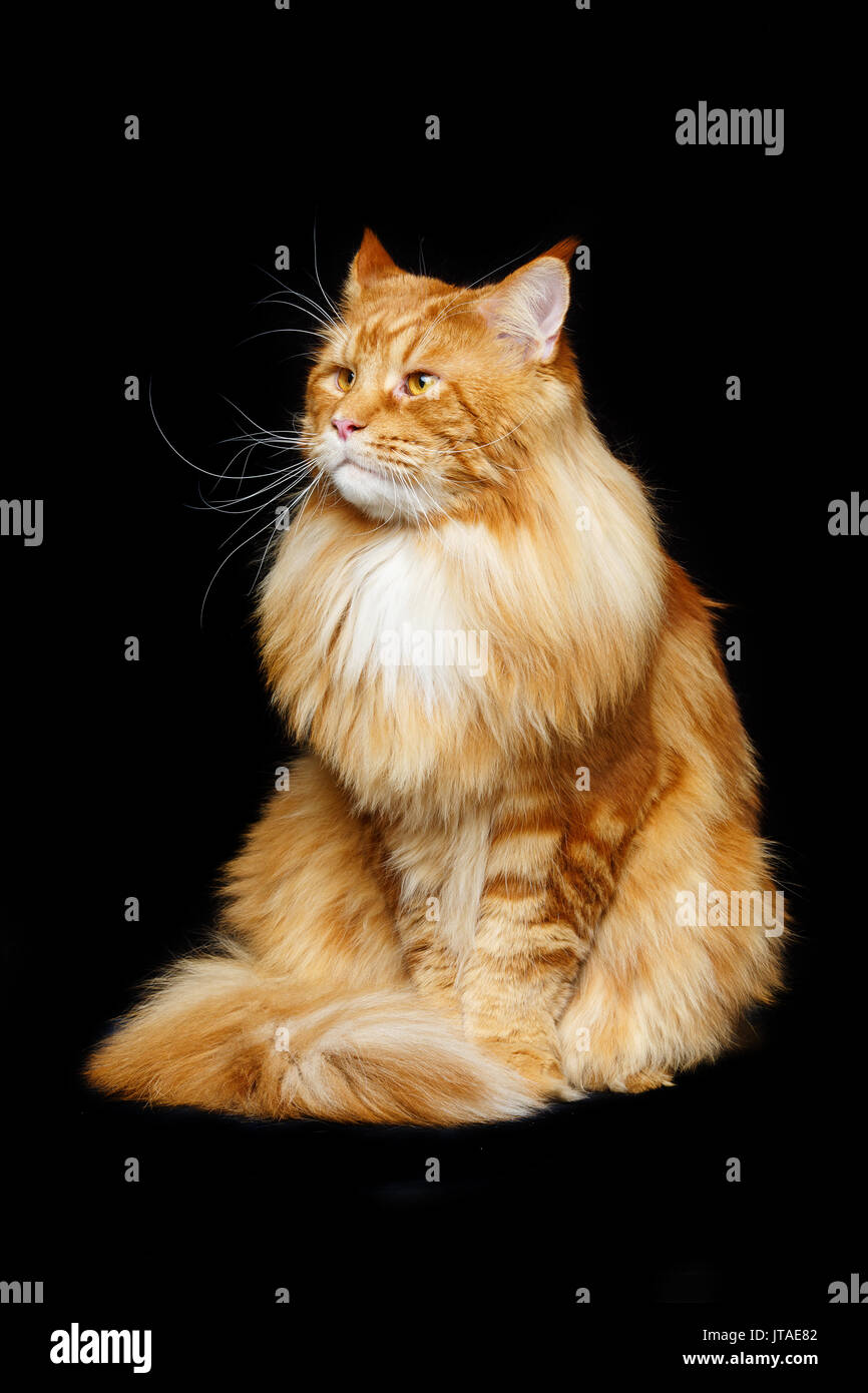 beautiful big maine coon cat. Copy space. Studio shot on black ...