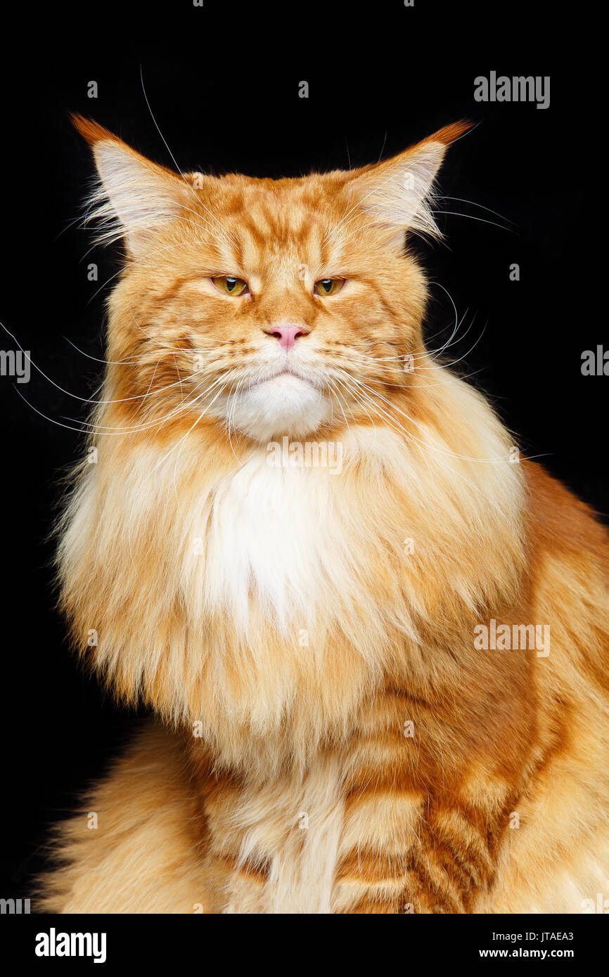 beautiful big maine coon cat. Copy space. Studio shot on black ...
