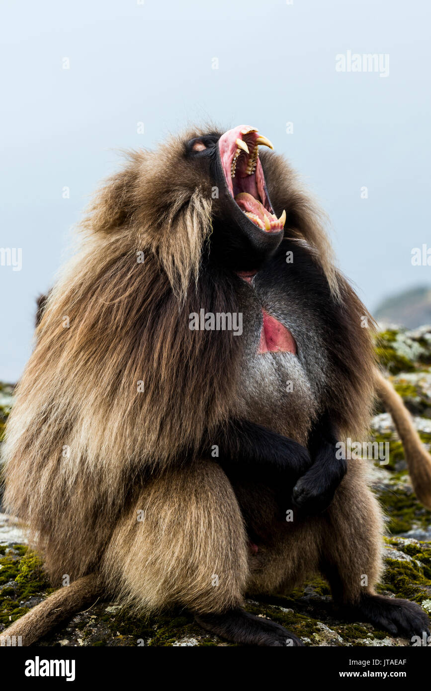 Male Gelada (Theropithecus gelada) in the Simien Mountains National ...