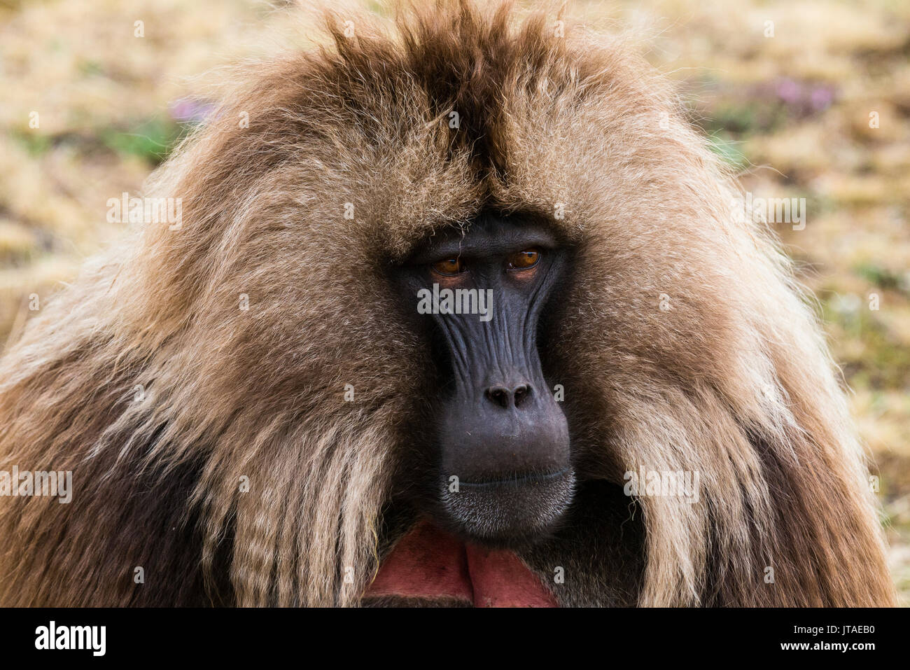 Male gelada theropithecus gelada hi-res stock photography and images ...