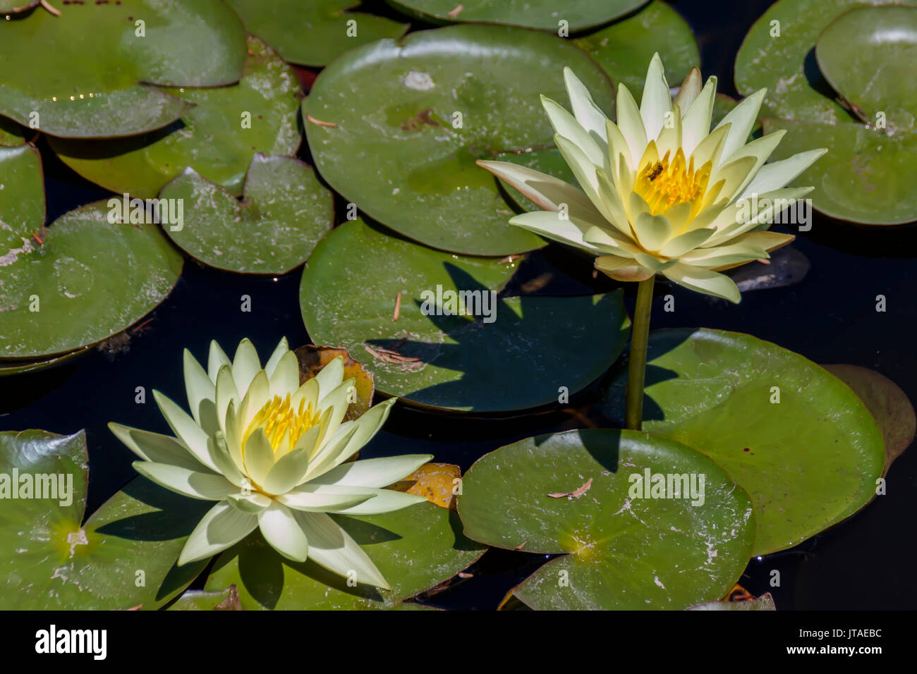 Two exotic blossom hi-res stock photography and images - Alamy