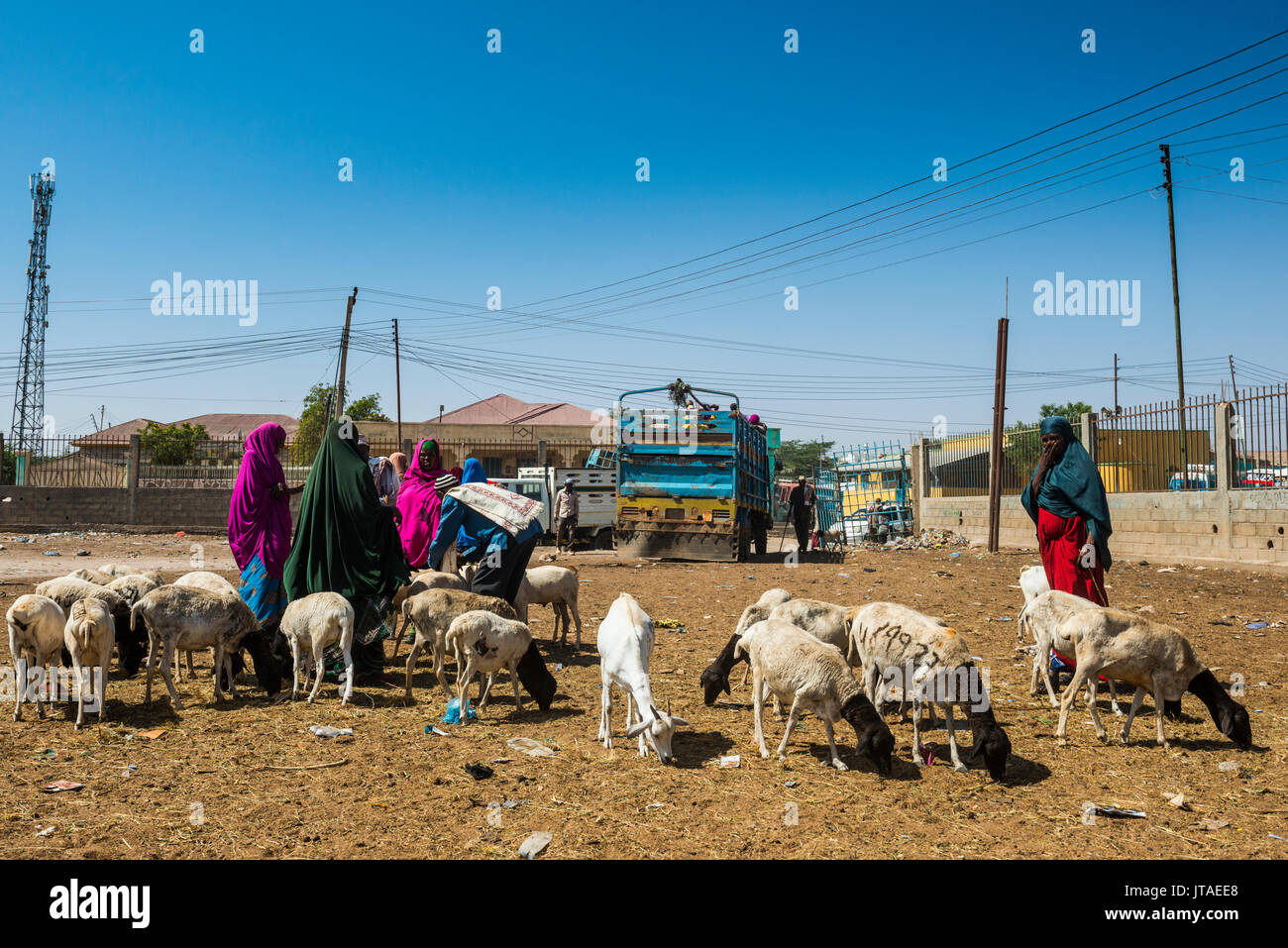 Goats for sale at the Camel market, Hargeisa, Somaliland, Somalia ...