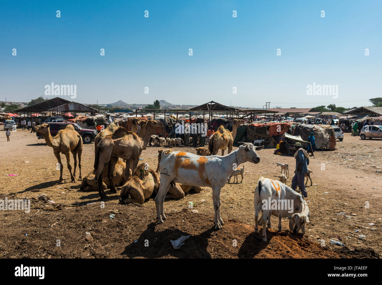 Goats for sale at the camel market hi-res stock photography and images ...