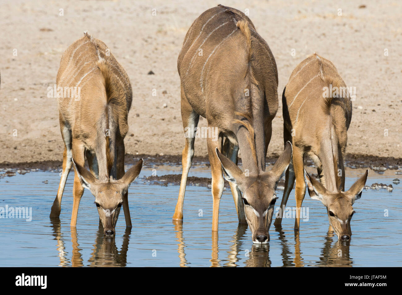 Female greater kudu and young tragelaphus strepsiceros drinking at ...