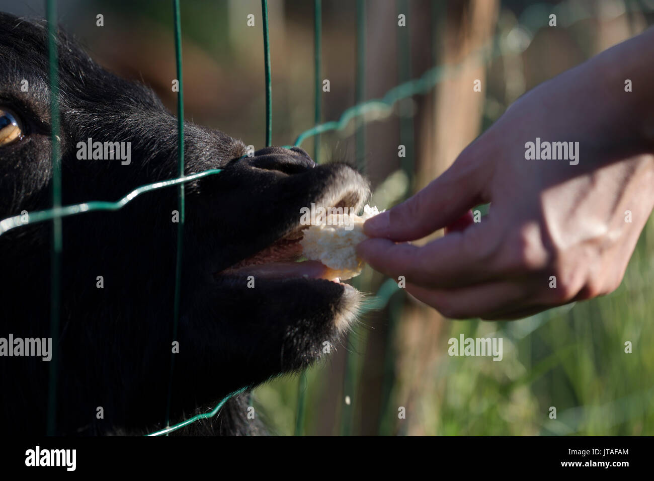 Male goat eating bread hi-res stock photography and images - Alamy