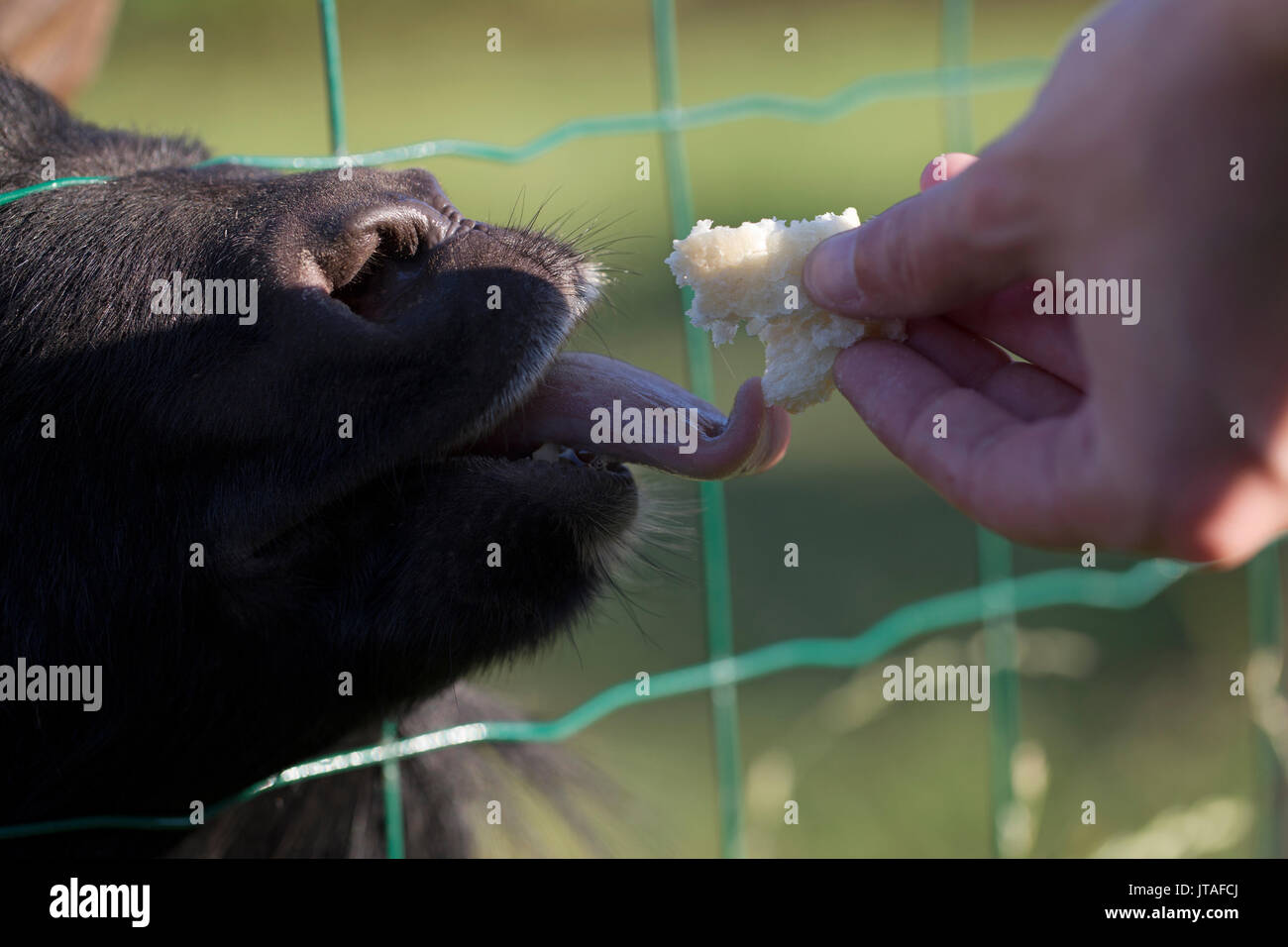 Male goat eating bread hi-res stock photography and images - Alamy