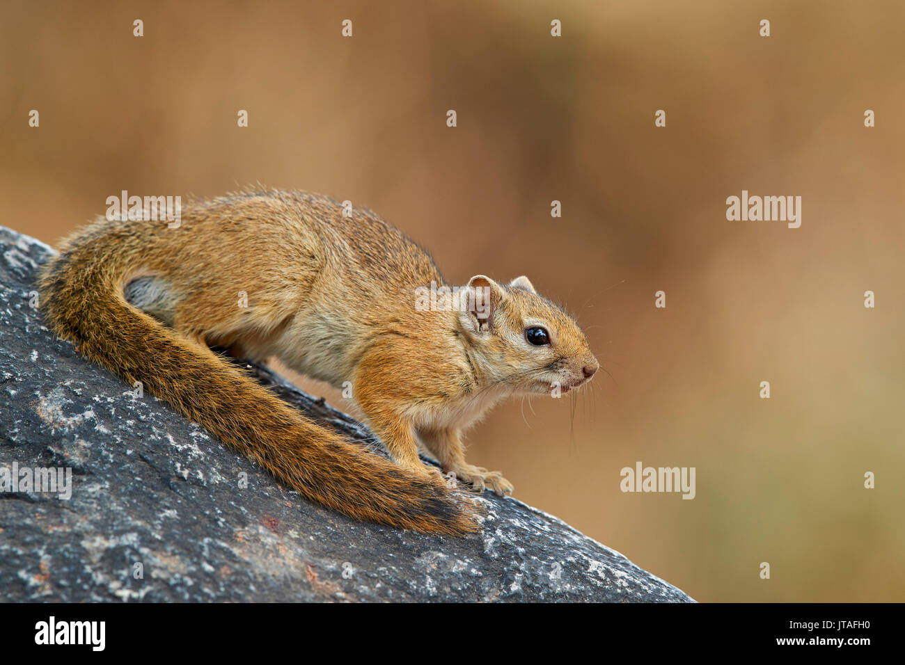 Tree Squirrel (Smith's bush squirrel) (yellow-footed squirrel ...