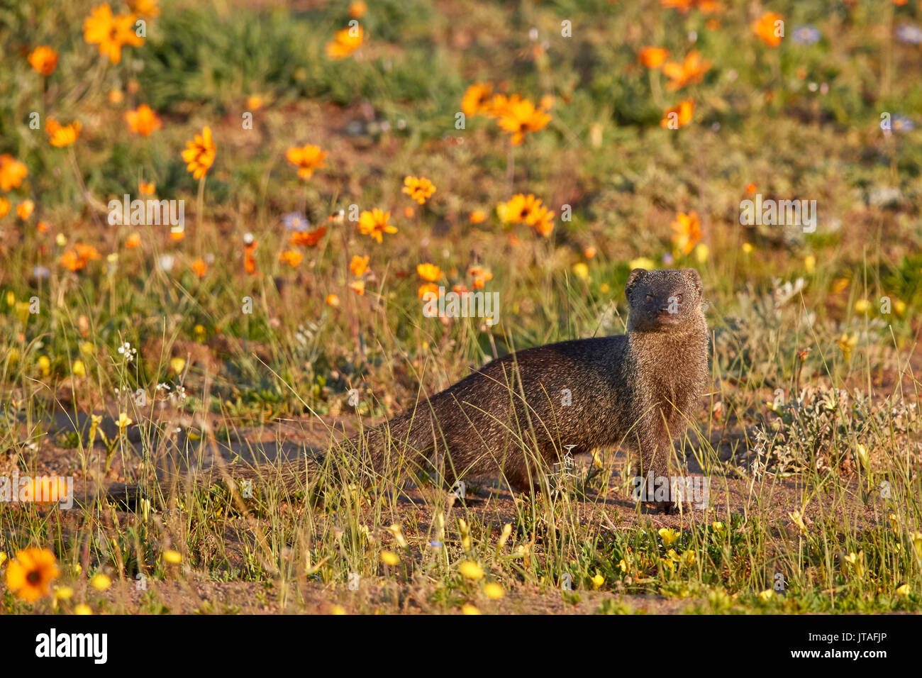 Marsh Mongoose