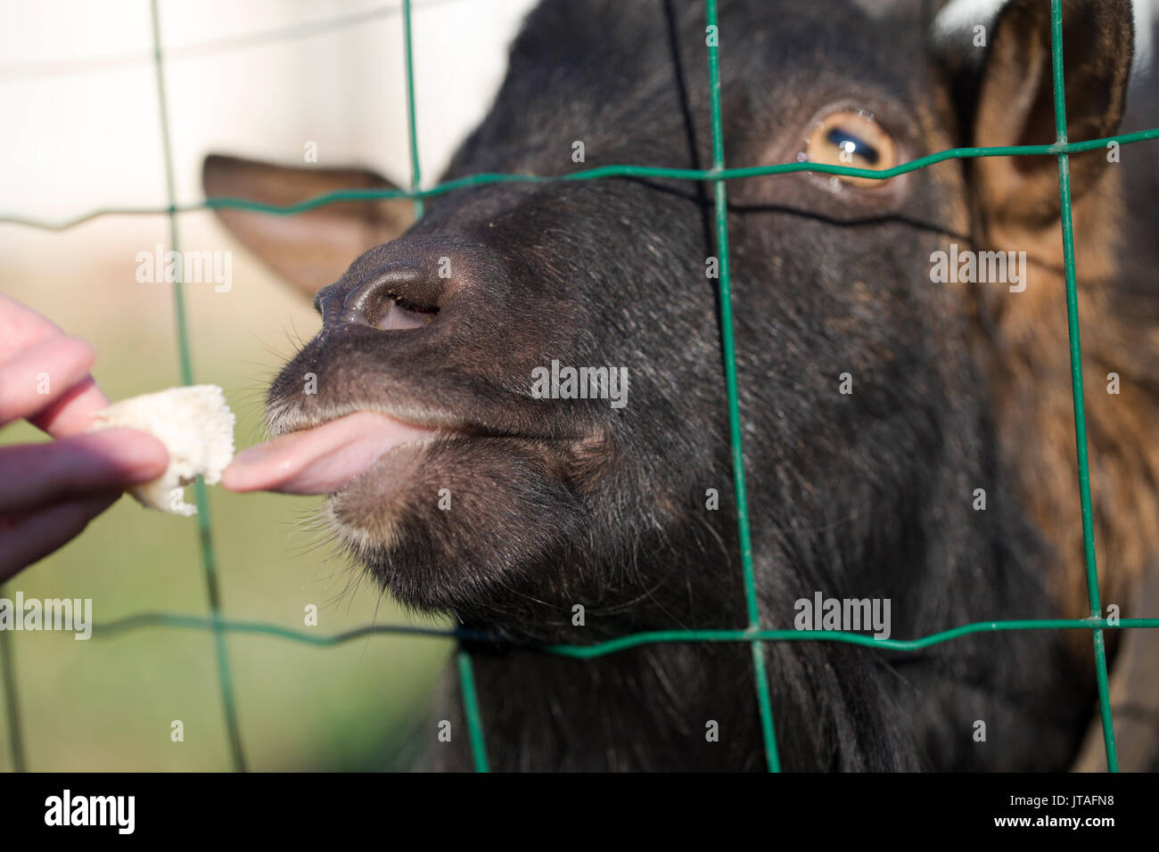 A male goat is eating bread Stock Photo - Alamy