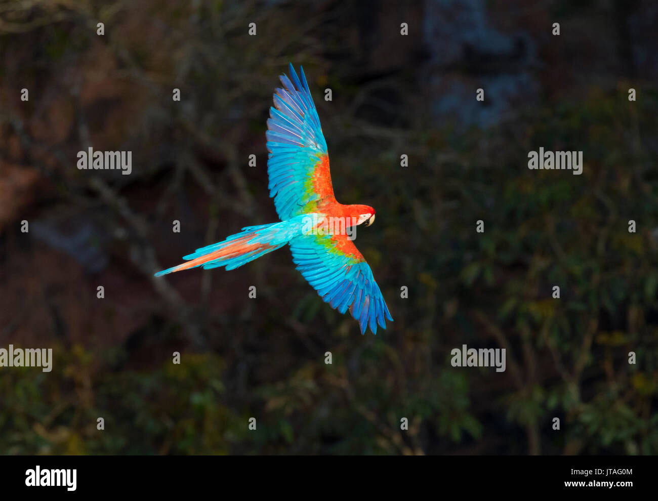 Red and Green Macaw or Green-winged Macaw (Ara chloropterus) in flight ...
