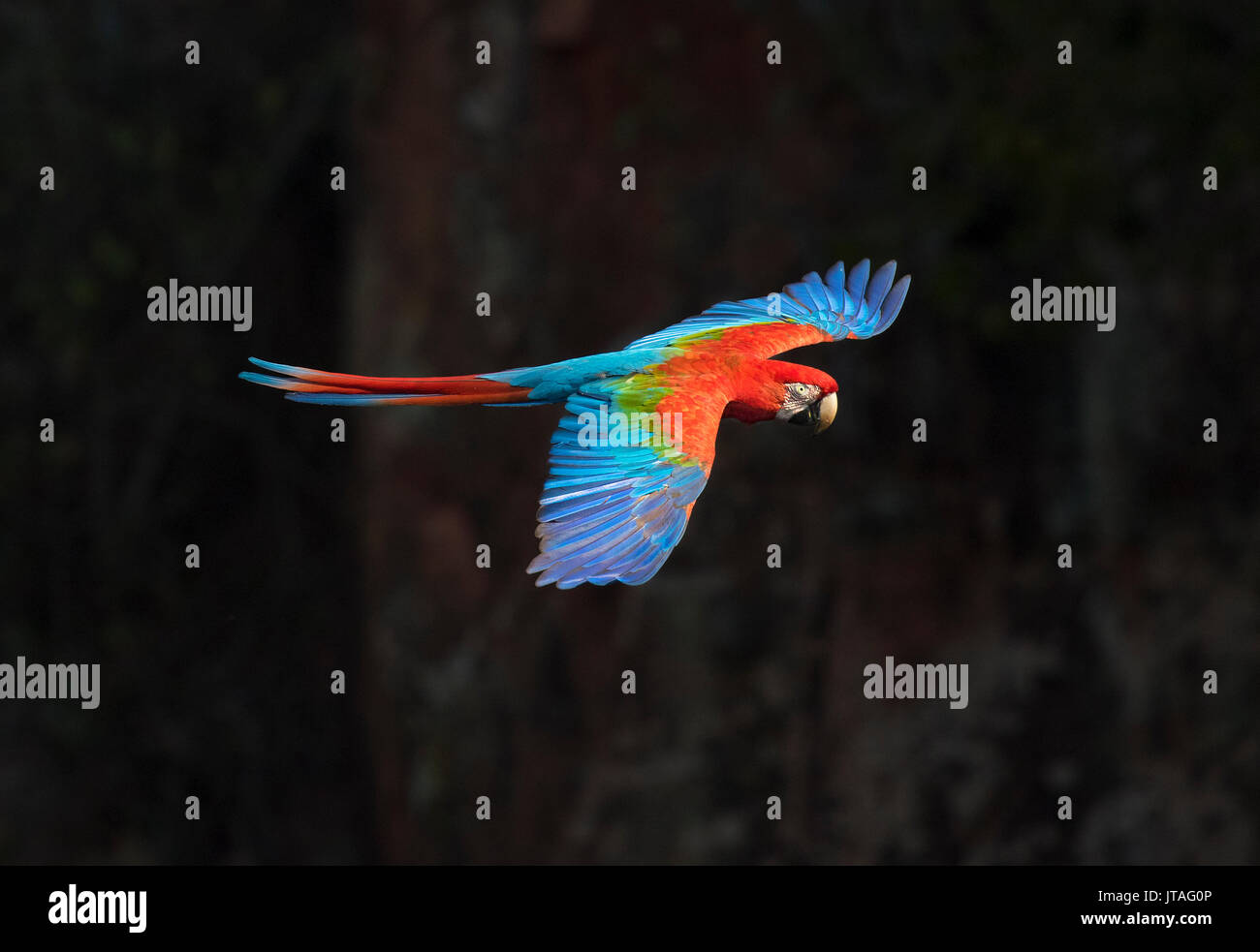 Red and Green Macaw or Green-winged Macaw (Ara chloropterus) in flight ...