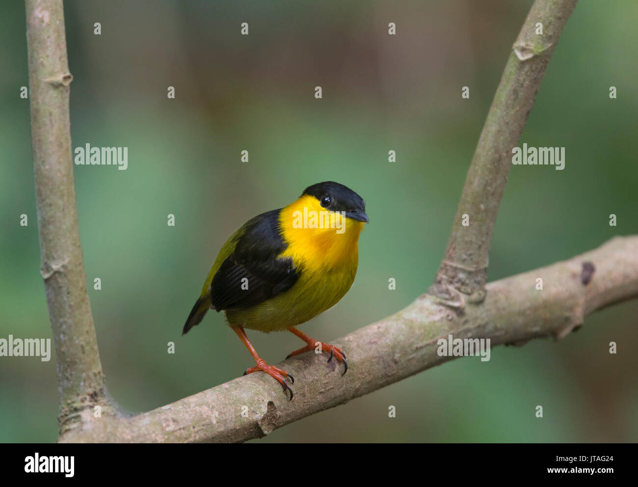 Golden-collared Manakin (Manacus vitellinus) male, Darien, Panama Stock ...